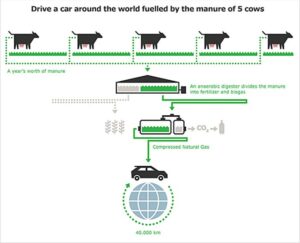 Sustainable Animal Waste Management that Works | Shapiro
