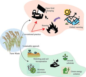 Sustainable Uses of Agricultural Waste (why adopt them?) | Shapiro