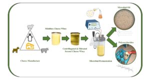 Your Guide on How to Effectively Manage Whey From Cheese