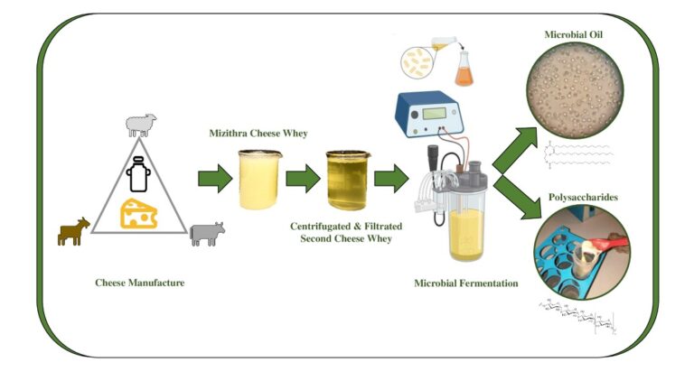 Your Guide on How to Effectively Manage Whey From Cheese
