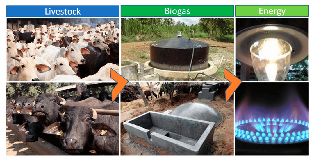 Biomethane from Dairy Waste Guide | Shapiro