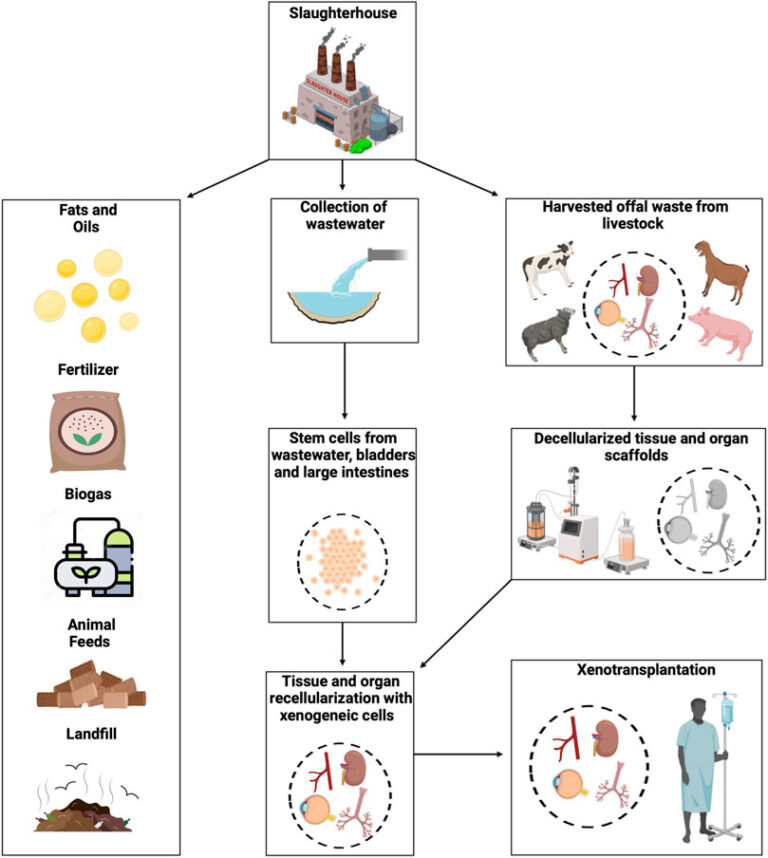 Butchery Waste Solutions: Meat Waste Disposal | Shapiro