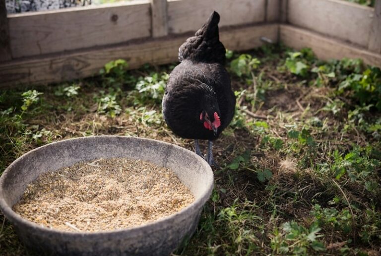 How Can Chickens Reduce Food Waste: Food Waste To Chicken Feed | Shapiro