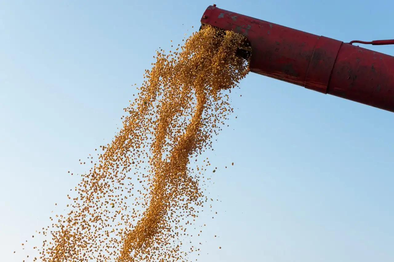 Feedstock for Biofuel: Your Guide to Sustainable Energy | Shapiro