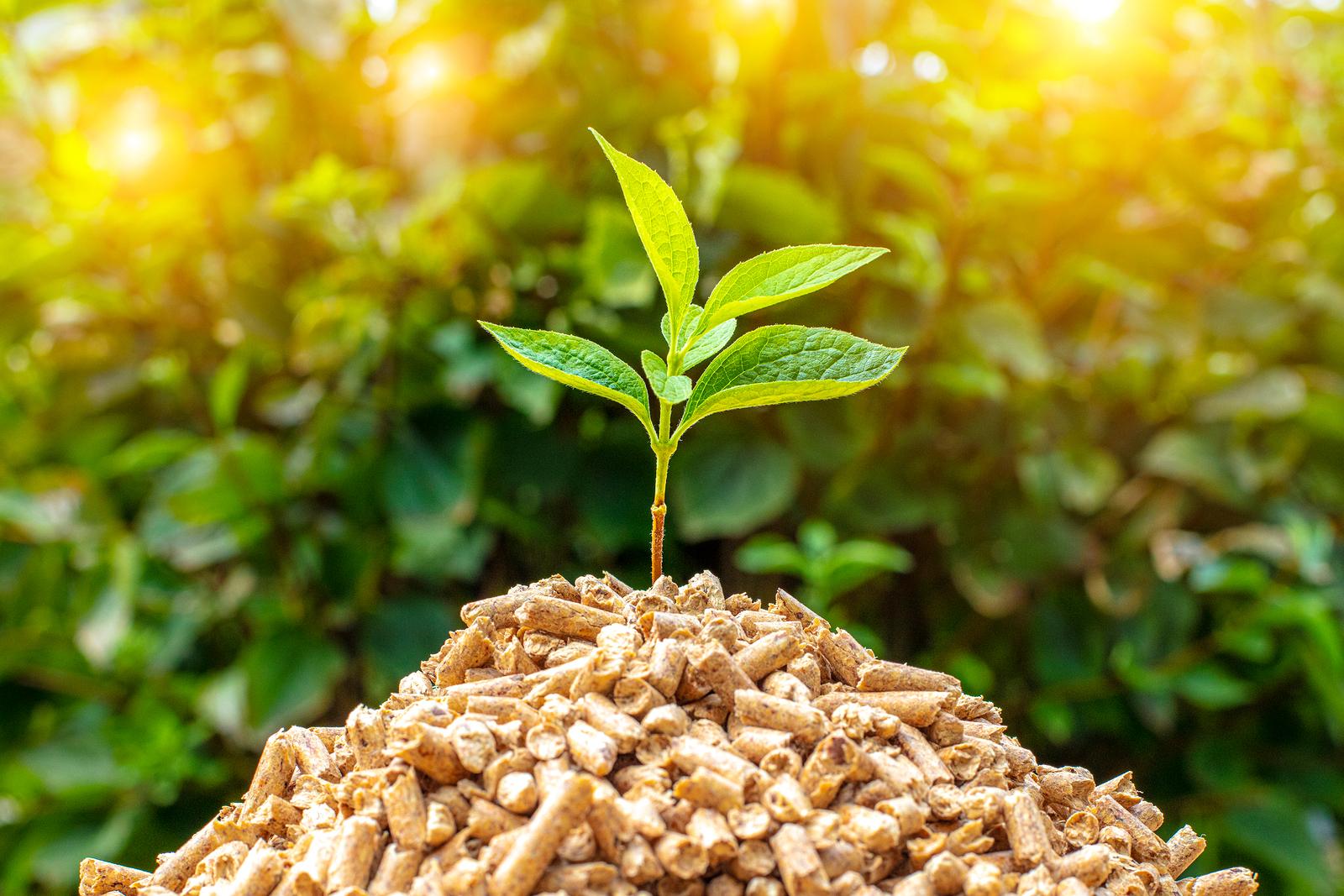 What is Biomass: Types, Pros, Cons & Trends | Shapiro